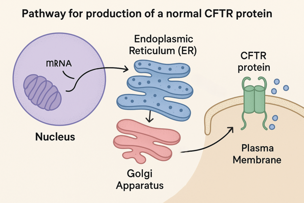 IB DP Biology- B2.2 Organelles and compartmentalization -FA 2025- IB ...