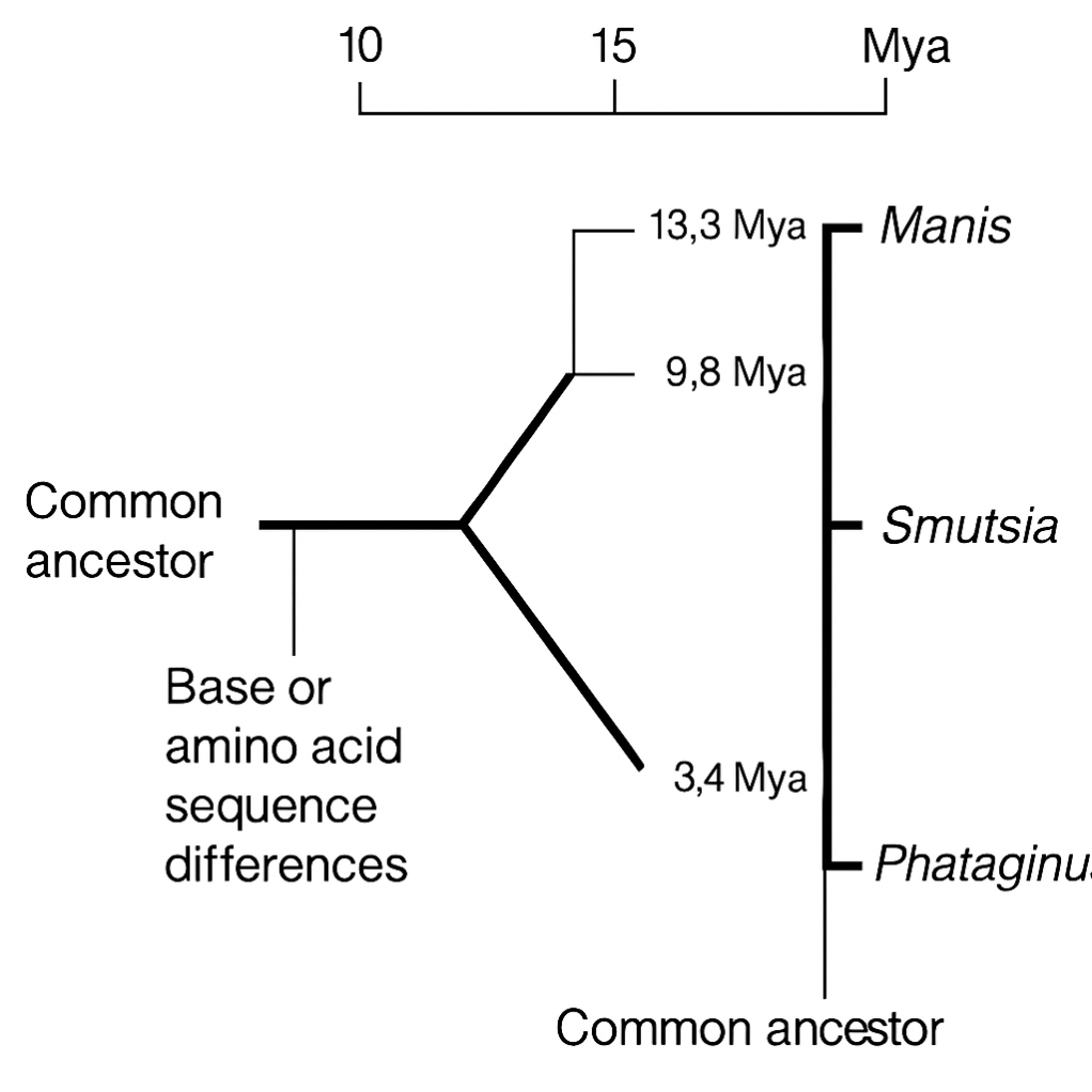 IB DP Biology A4.2 Conservation of biodiversity- FA 2025- IB Style ...