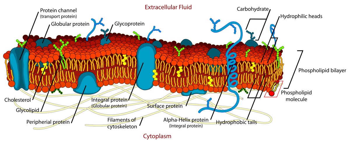 AP Biology 2.3 Plasma Membrane Study Notes