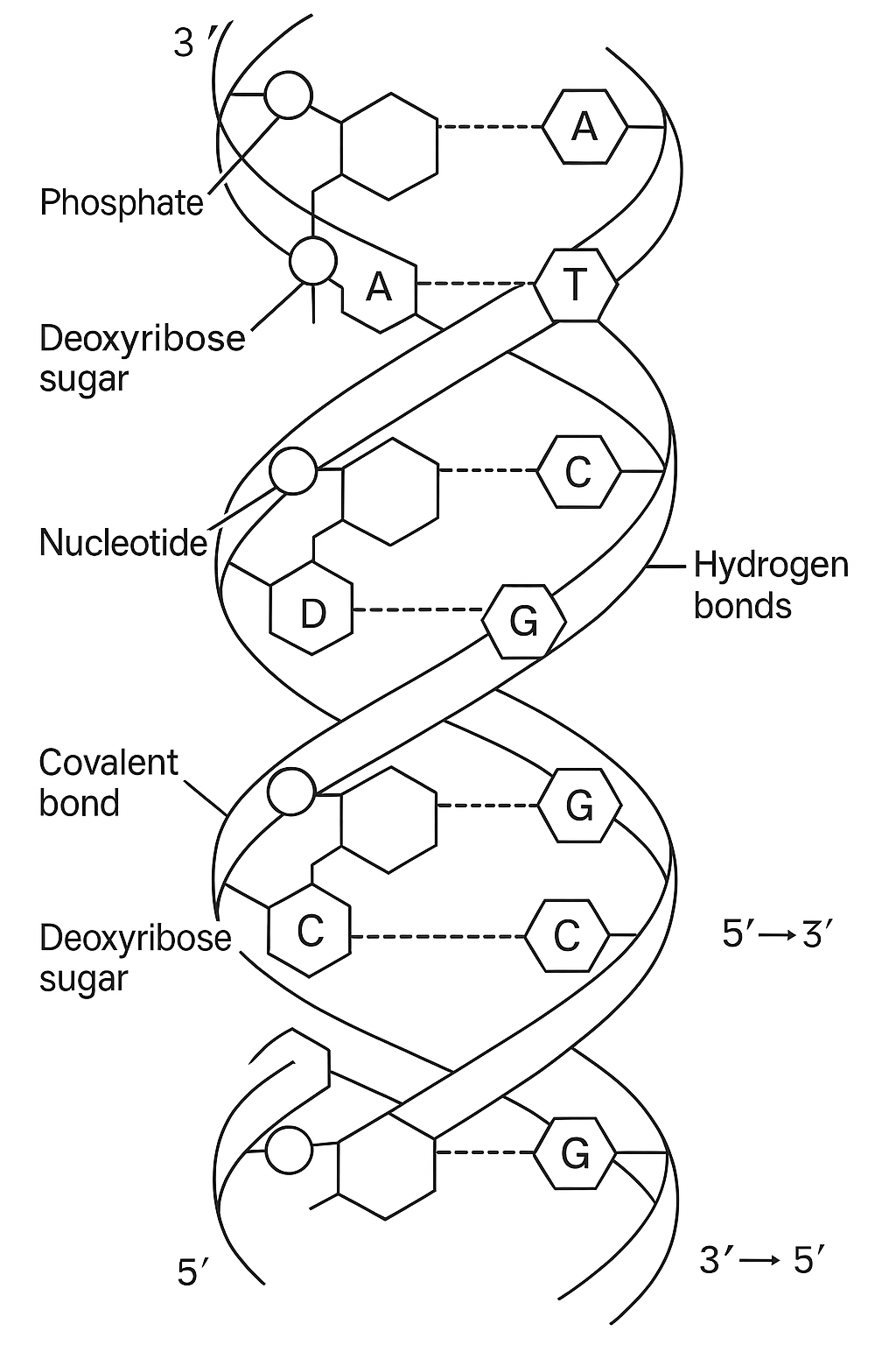 IB DP Biology D1.1 DNA replication -FA 2025- IB Style Questions For SL ...