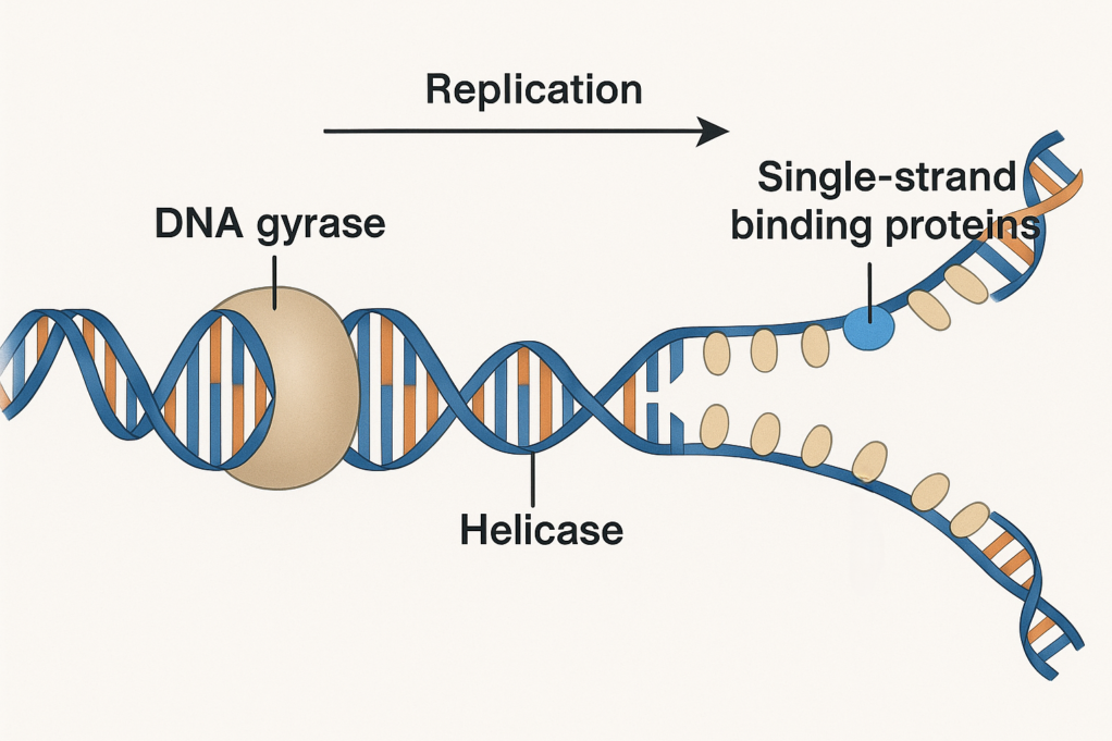 IB DP Biology D1.1 DNA replication- FA 2025-IB Style Questions For SL ...