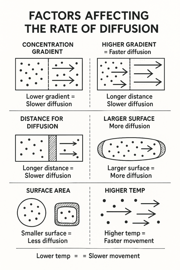 Igcse Biology 0610 3 1 Diffusion Igcse Style Questions Paper 1