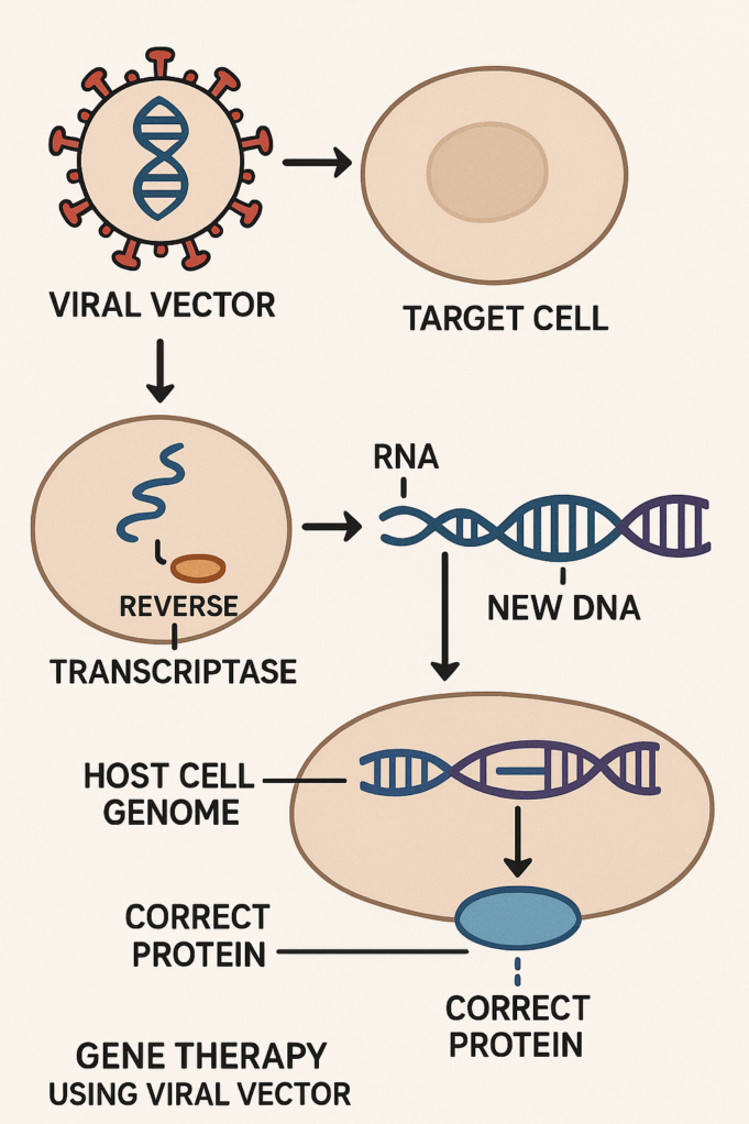 IB DP Biology- D1.3 Mutations and gene editing -FA 2025- IB Style ...