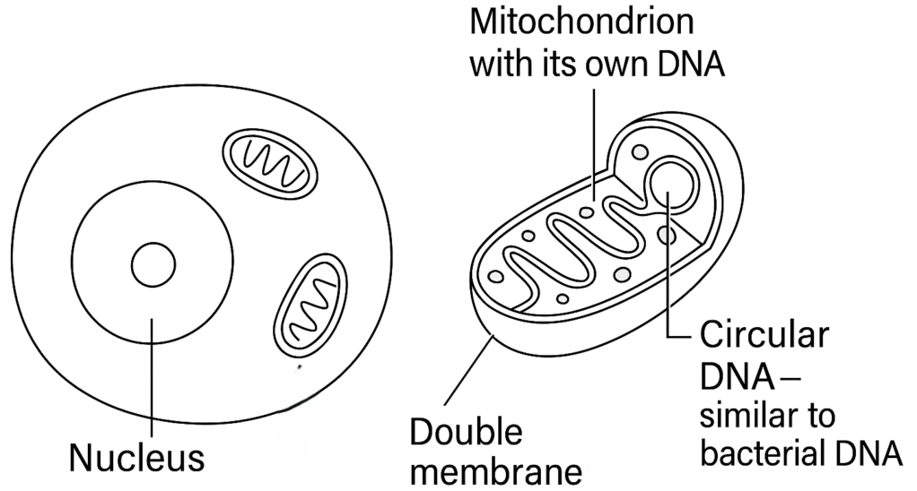 IB DP Biology- A2.1 Origins of cells -FA 2025- IB Style Questions For ...
