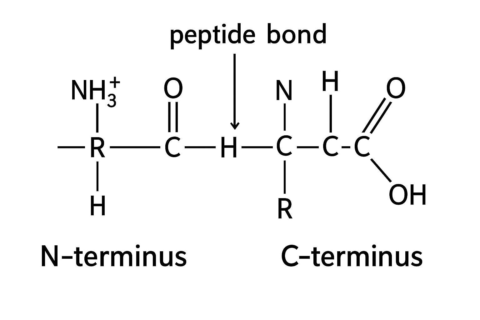 IB DP Biology B2.1 Membranes and membrane transport-FA 2025- IB Style ...