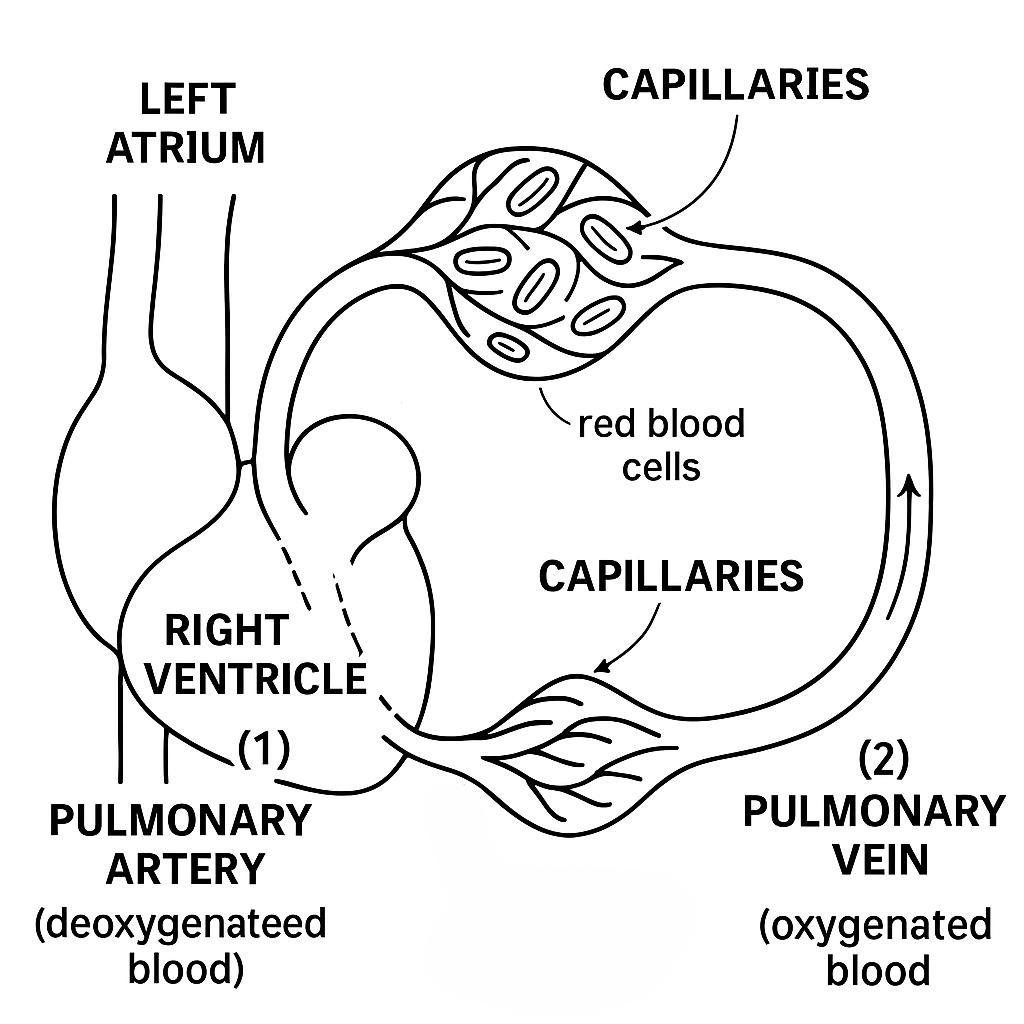 iGCSE Biology (0610)-9.3 Blood vessels - iGCSE Style Questions Paper 1