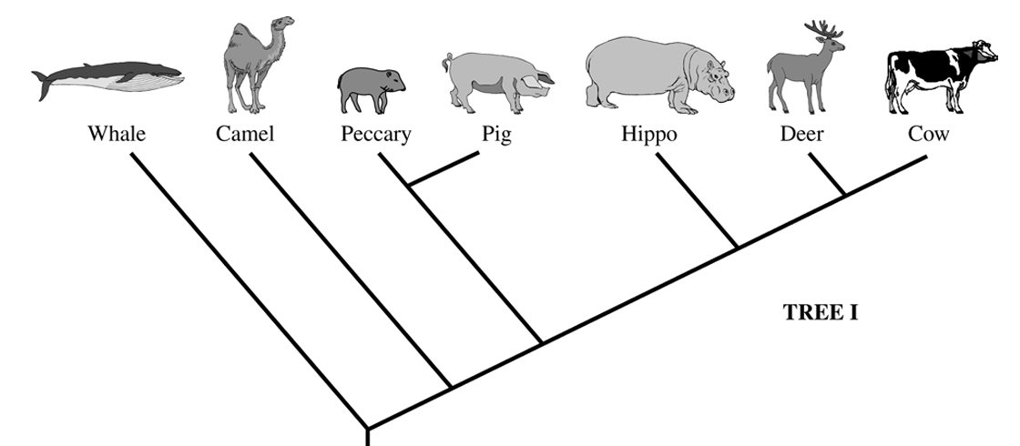 IB DP Biology- A3.2 Classification and cladistics-FA 2025- IB Style ...