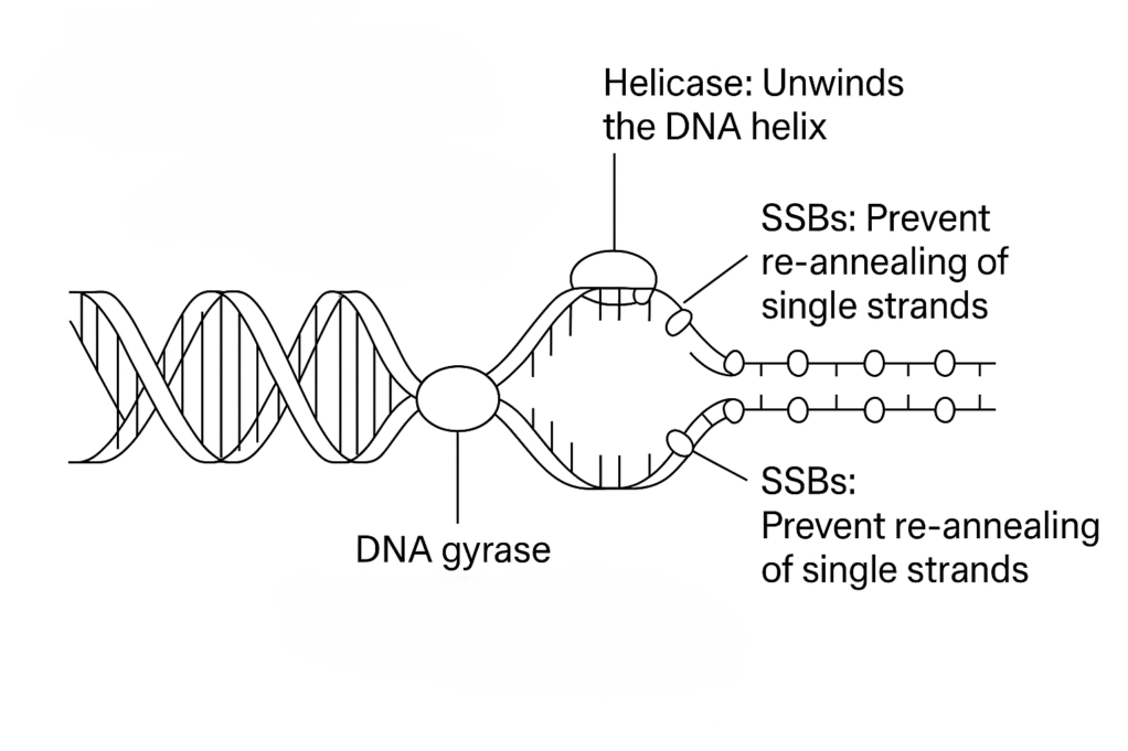 IB DP Biology-D1.1 DNA replication -FA 2025- IB Style Questions For HL ...