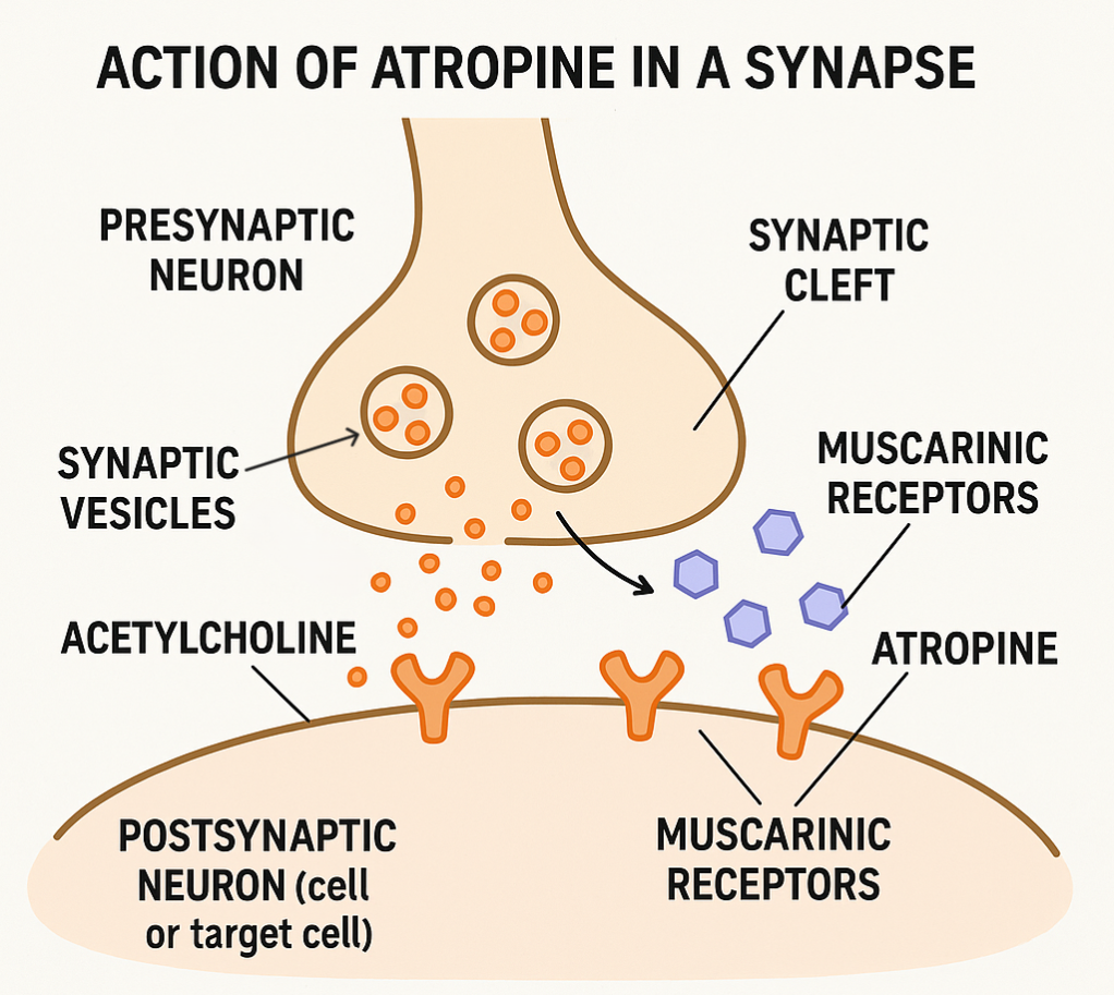 IB DP Biology-C2.1 Chemical signaling -FA 2025- IB Style Questions For ...