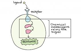AP Biology 4.3 Signal Transduction Pathways Study Notes