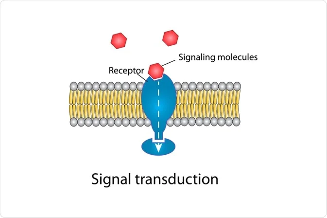 AP Biology 4.2 Introduction to Signal Transduction Study Notes
