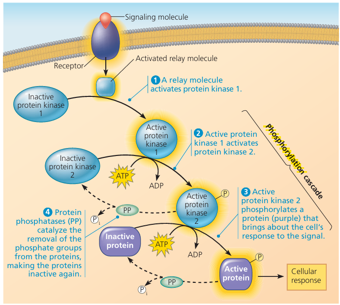 AP Biology 4.2 Introduction to Signal Transduction Study Notes