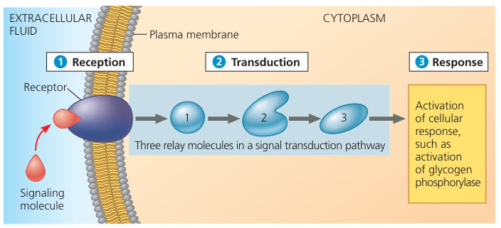 AP Biology 4.2 Introduction to Signal Transduction Study Notes