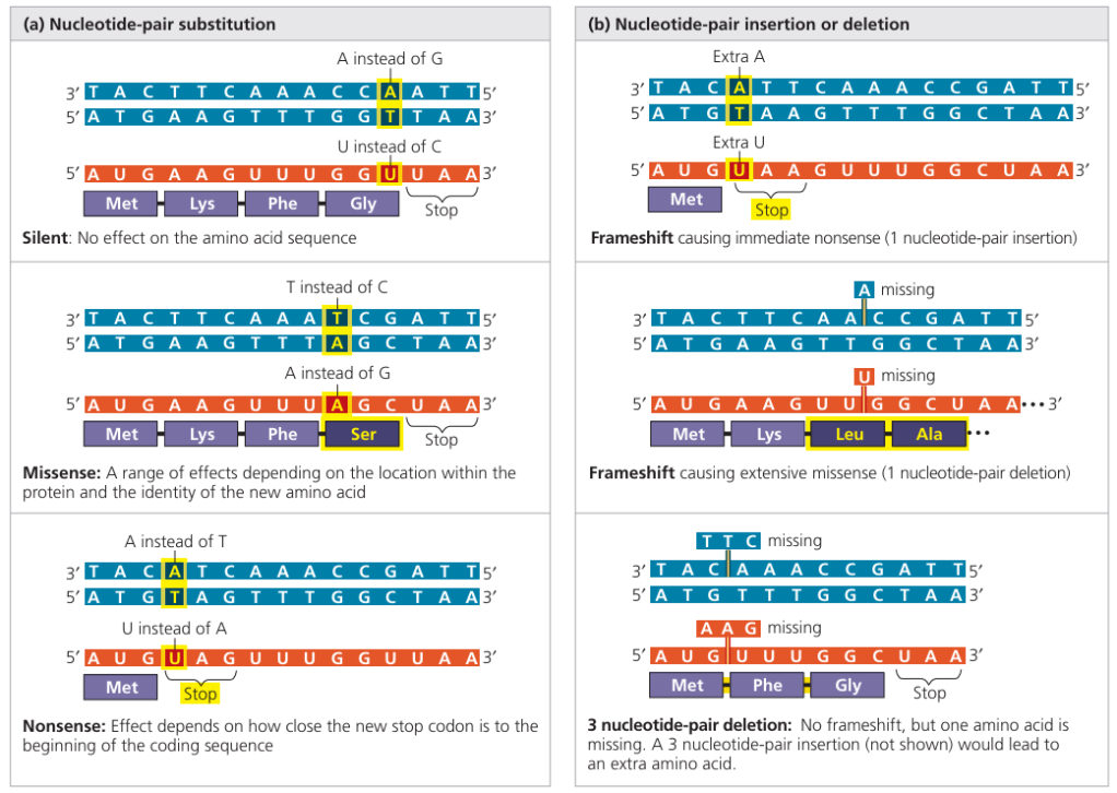AP Biology 6.7 Mutations Study Notes