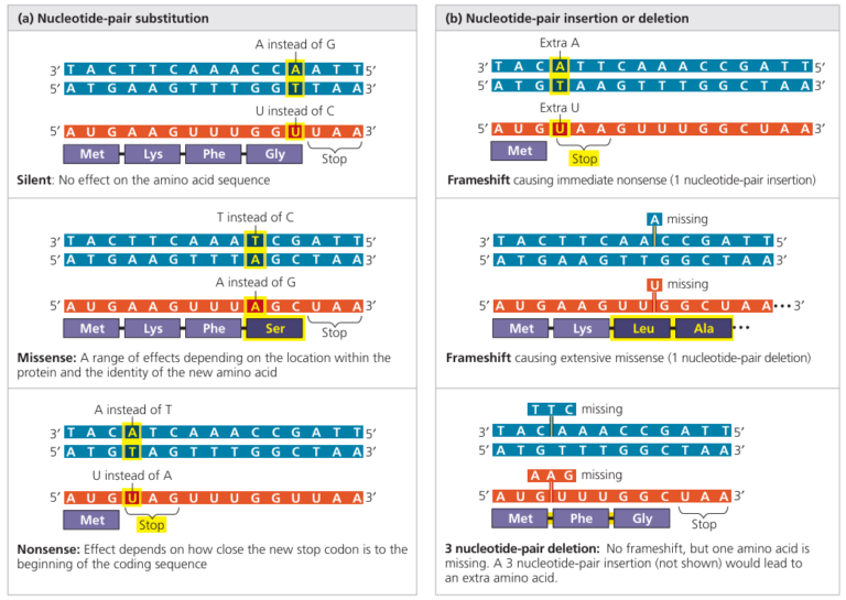 AP Biology 6.7 Mutations Study Notes
