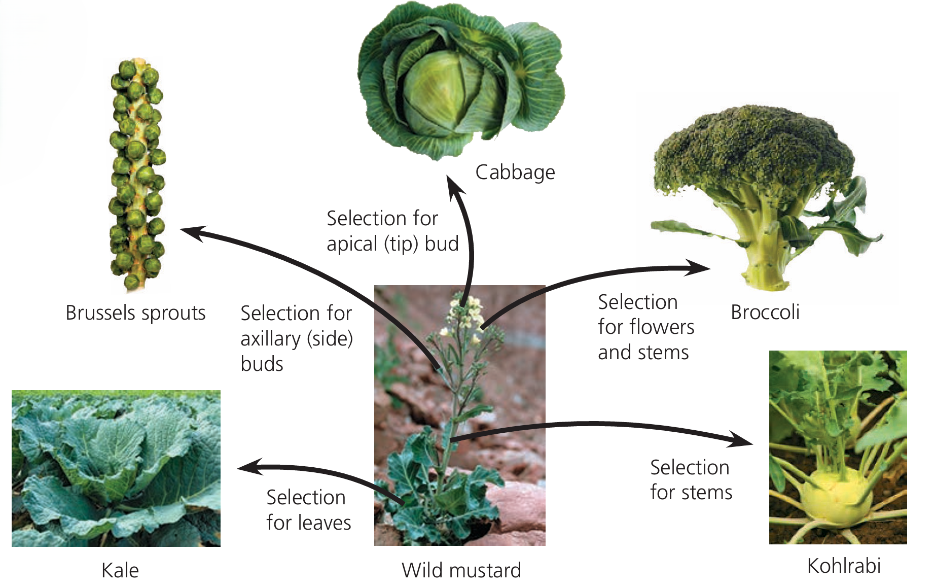 AP Biology 7.3 Artificial Selection Study Notes