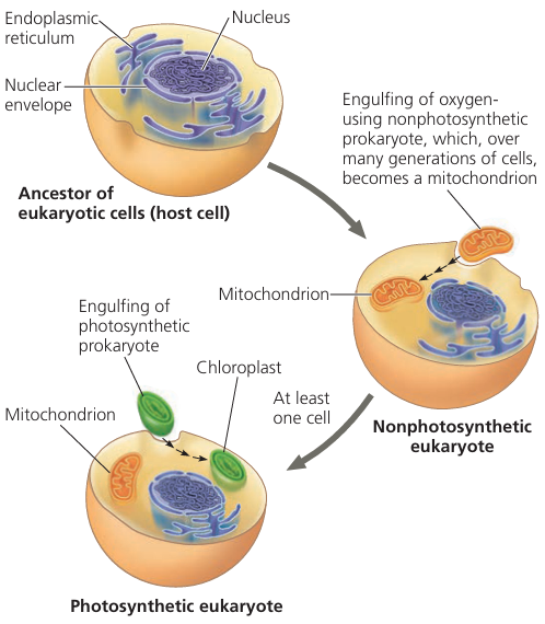 AP Biology 7.7 Common Ancestry Study Notes