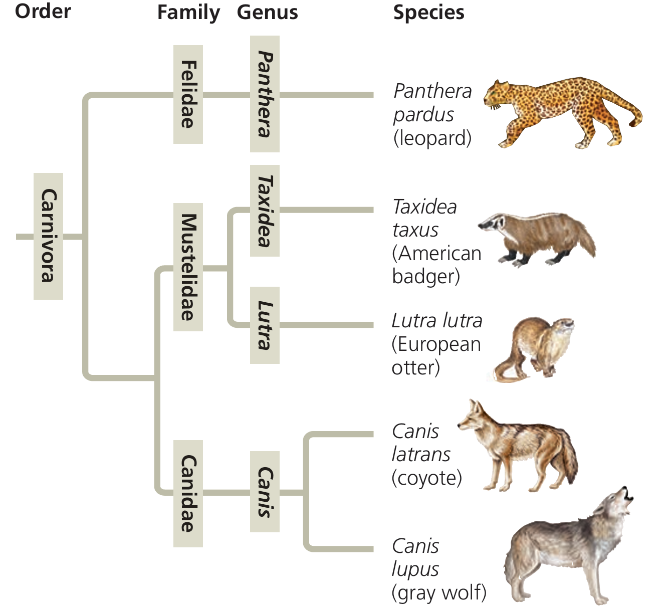 AP Biology 7.9 Phylogeny Study Notes