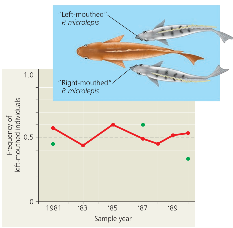AP Biology 7.11 Variations in Populations Study Notes