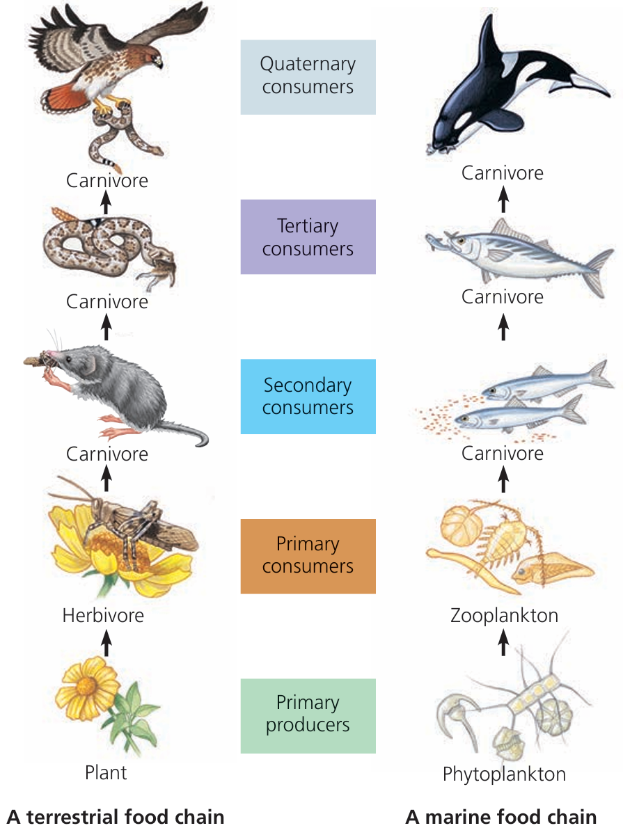IB MYP 4-5 Biology-Food chains and webs- Study Notes