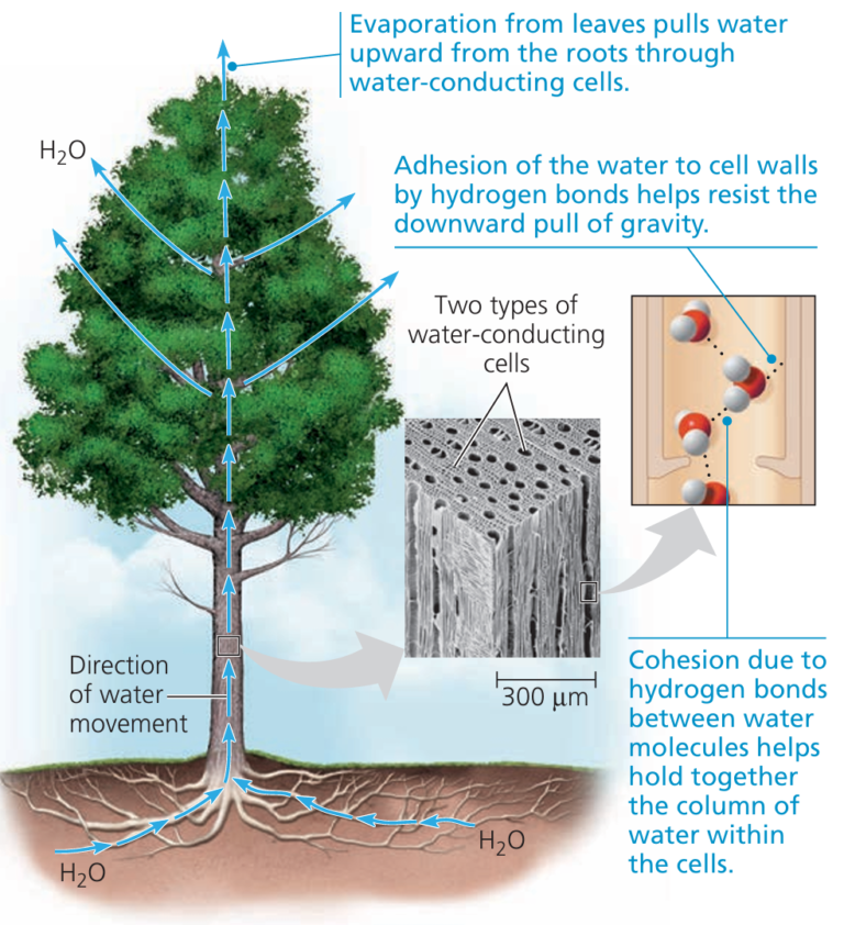 AP Biology 1.1 Structure of Water and Hydrogen Bonding Study Notes