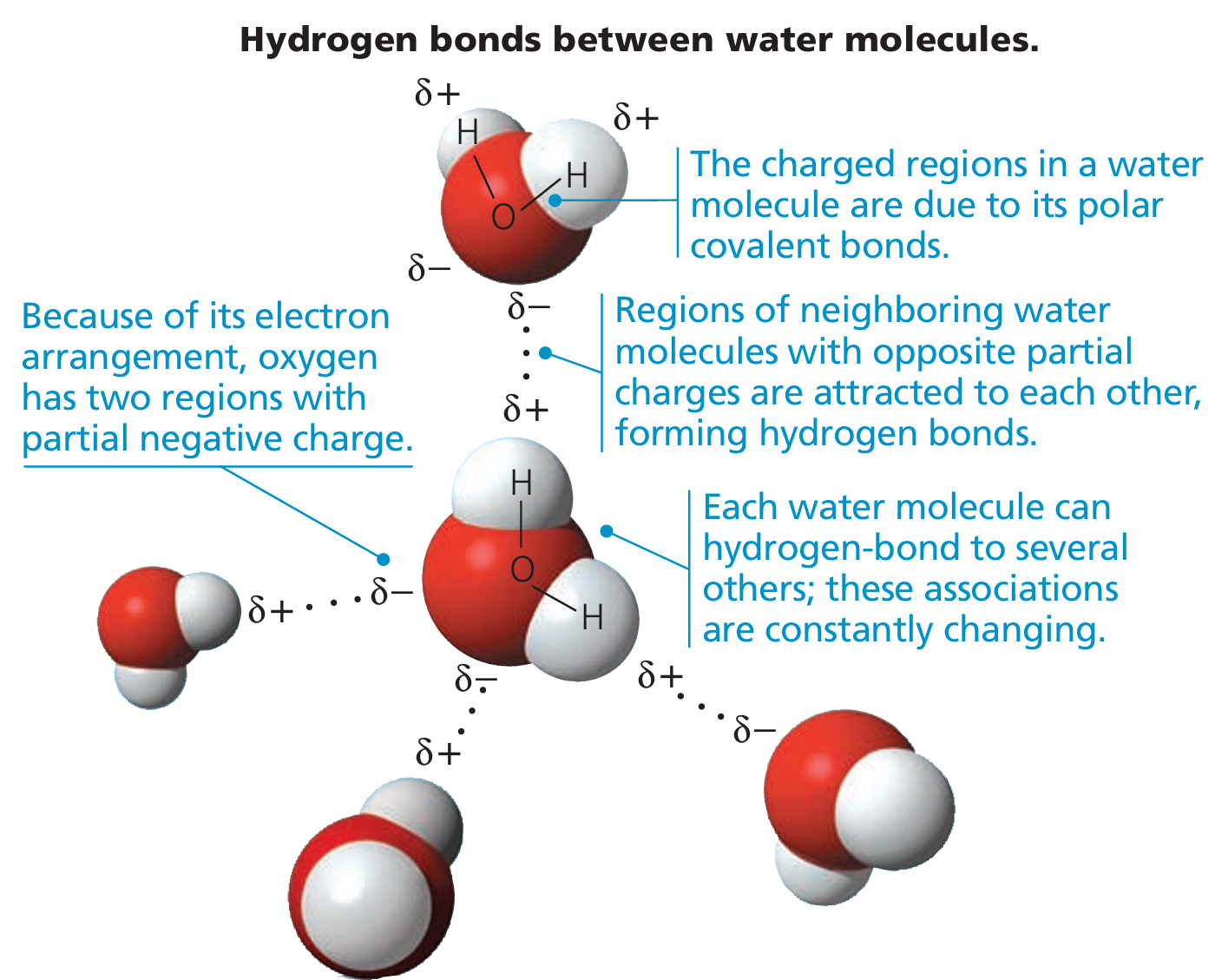 AP Biology 1.1 Structure of Water and Hydrogen Bonding Study Notes