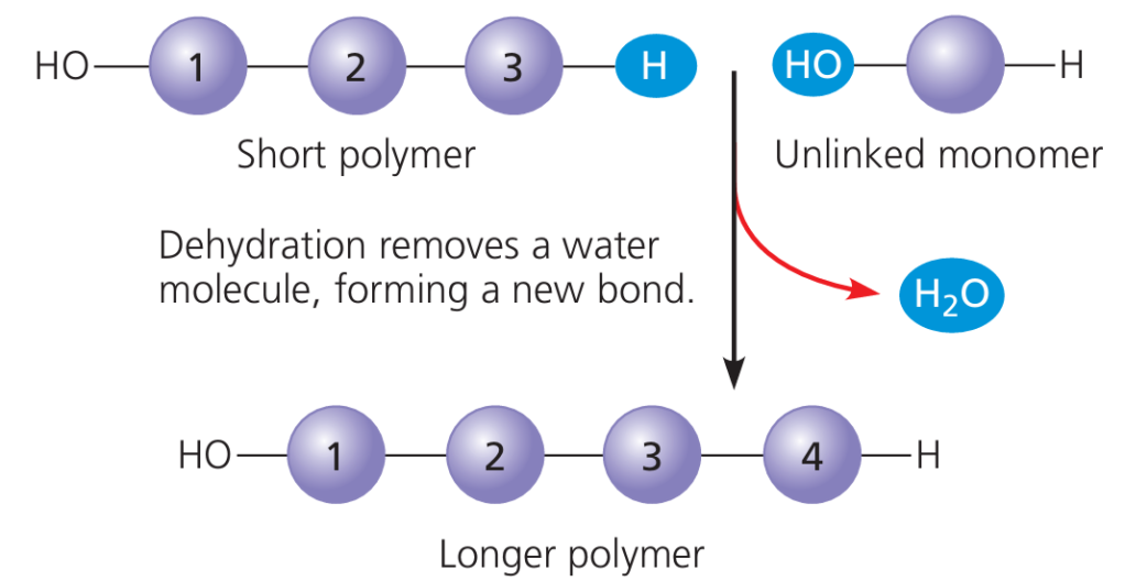 AP Biology 1.3 Introduction to Biological Macromolecules. Study Notes