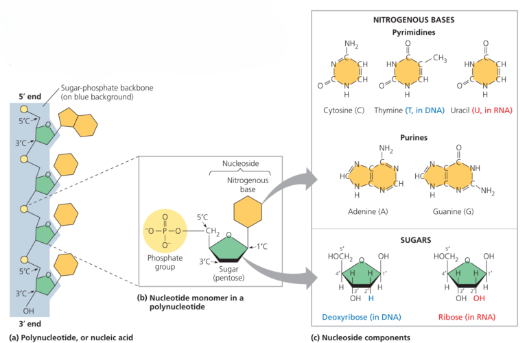 AP Biology 1.6 Nucleic Acids Study Notes