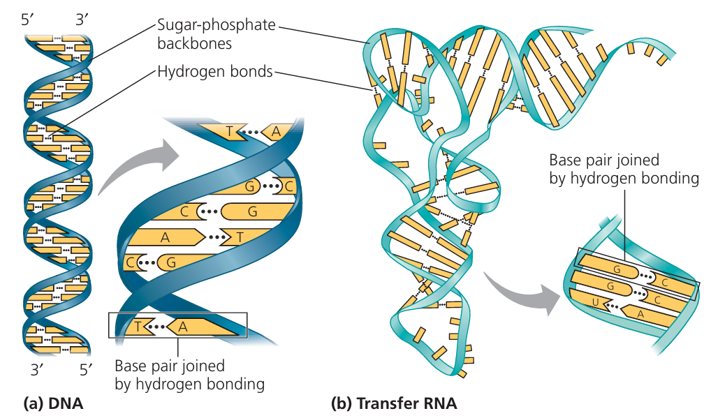 AP Biology 1.6 Nucleic Acids Study Notes