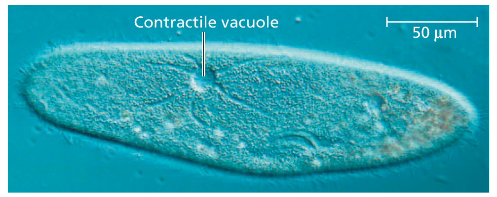 AP Biology 2.7 Tonicity and Osmoregulation Study Notes
