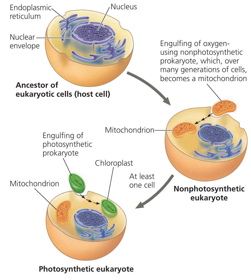 AP Biology 2.10 Origins of Cell Compartmentalization Study Notes