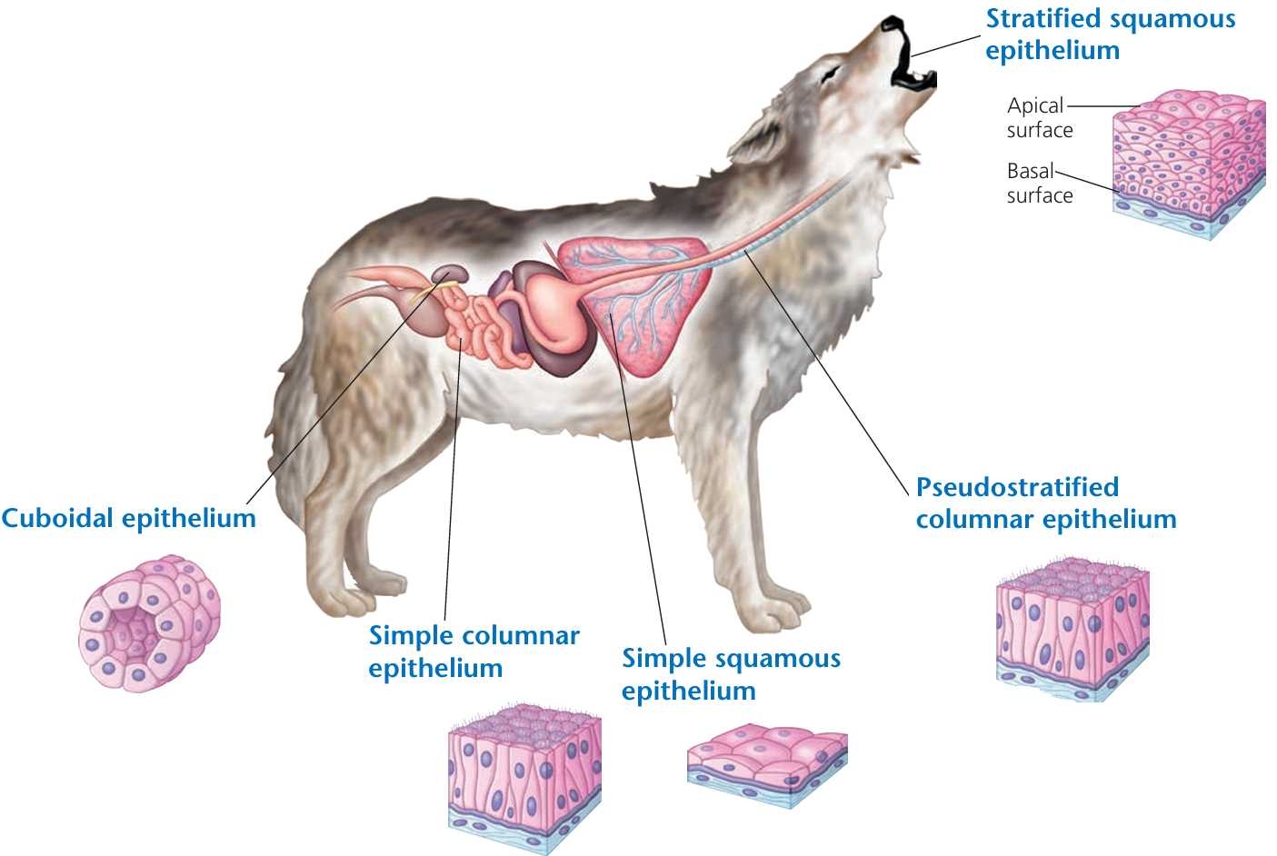 IB MYP 4-5 Biology-Tissues ,Organs and Systems- Study Notes