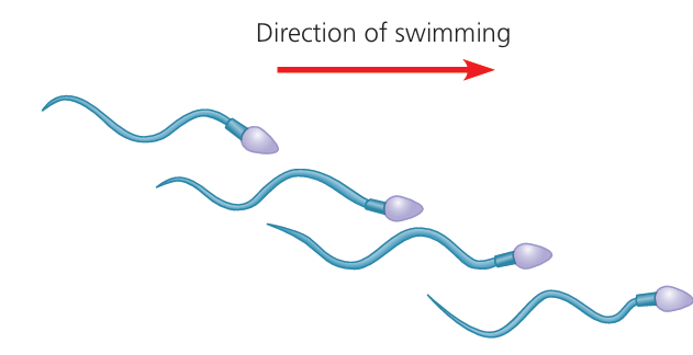 IB MYP 4-5 Biology-Structure and Function- Study Notes