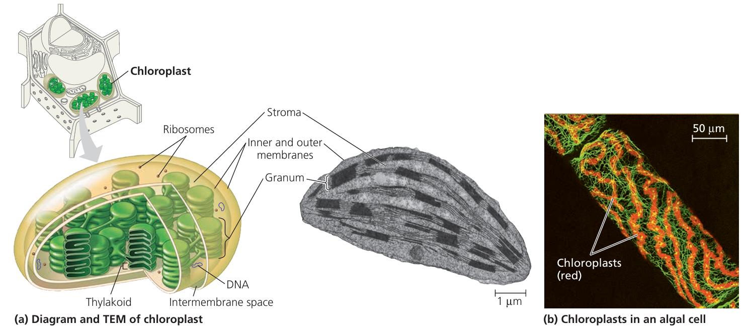IB MYP 4-5 Biology-Photosynthesis- Study Notes