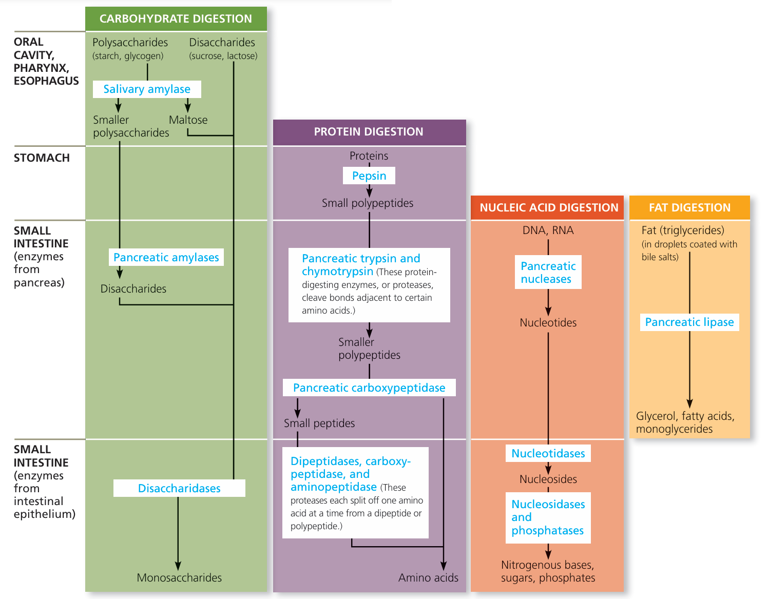 IB MYP 4-5 Biology-Nutrition- Study Notes