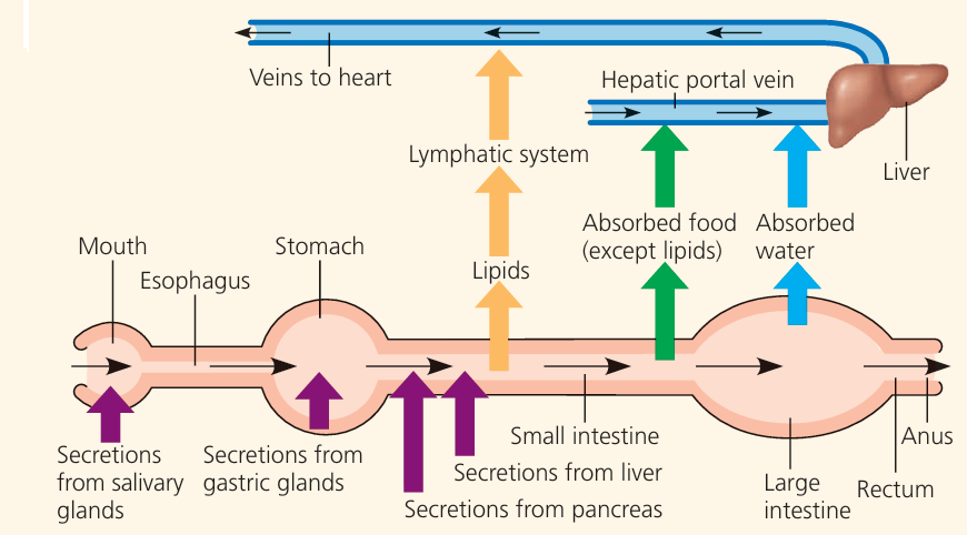 IB MYP 4-5 Biology-Digestion- Study Notes