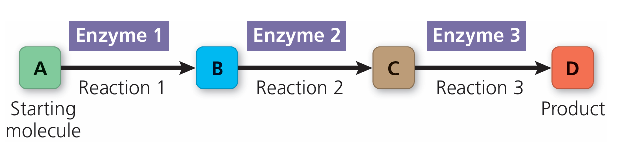 IB MYP 4-5 Biology-Biochemistry and Enzymes- Study Notes