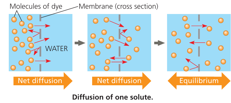 IB MYP 4-5 Biology-Diffusion- Study Notes