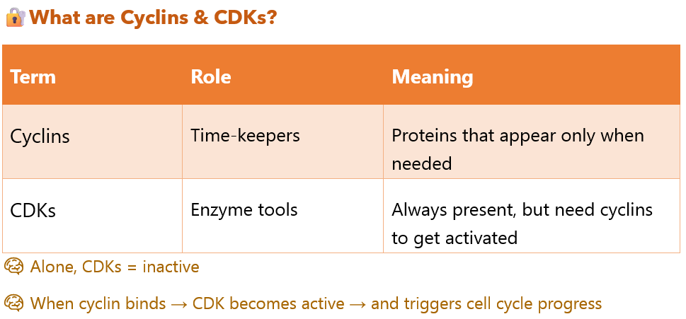 AP Biology 4.6 Regulation of Cell Cycle Study Notes