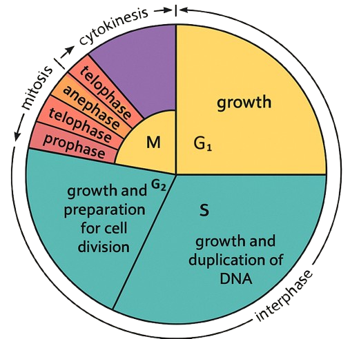 AP Biology 4.6 Regulation of Cell Cycle Study Notes