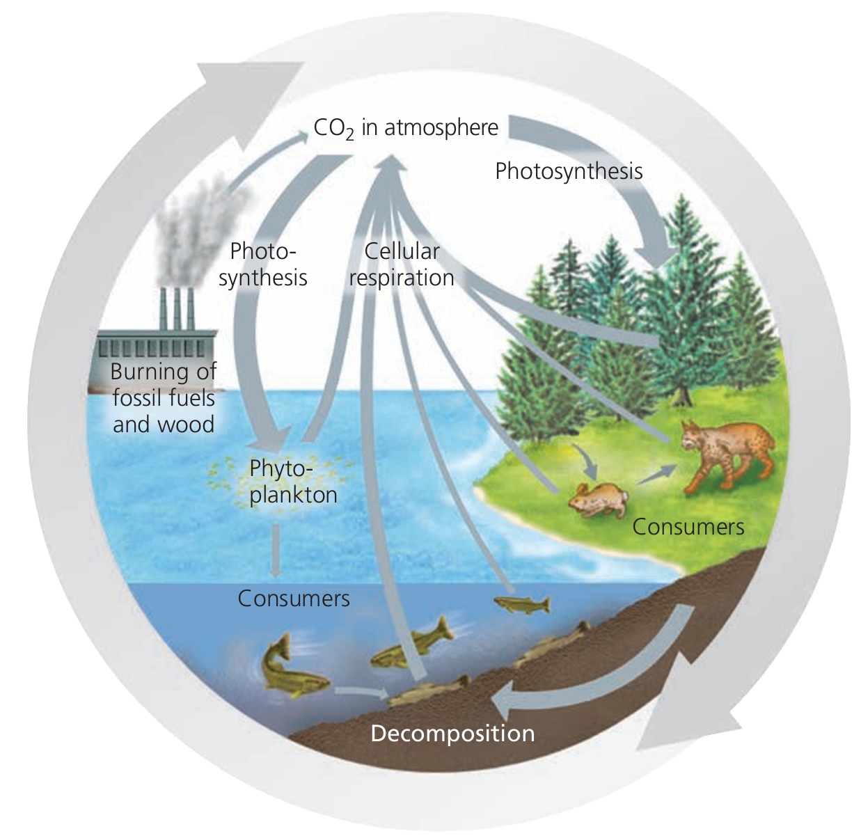 CIE iGCSE Biology-19.3 Nutrient cycles- Study Notes