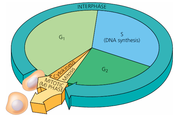 IB MYP 4-5 Biology-Cell Division- Study Notes