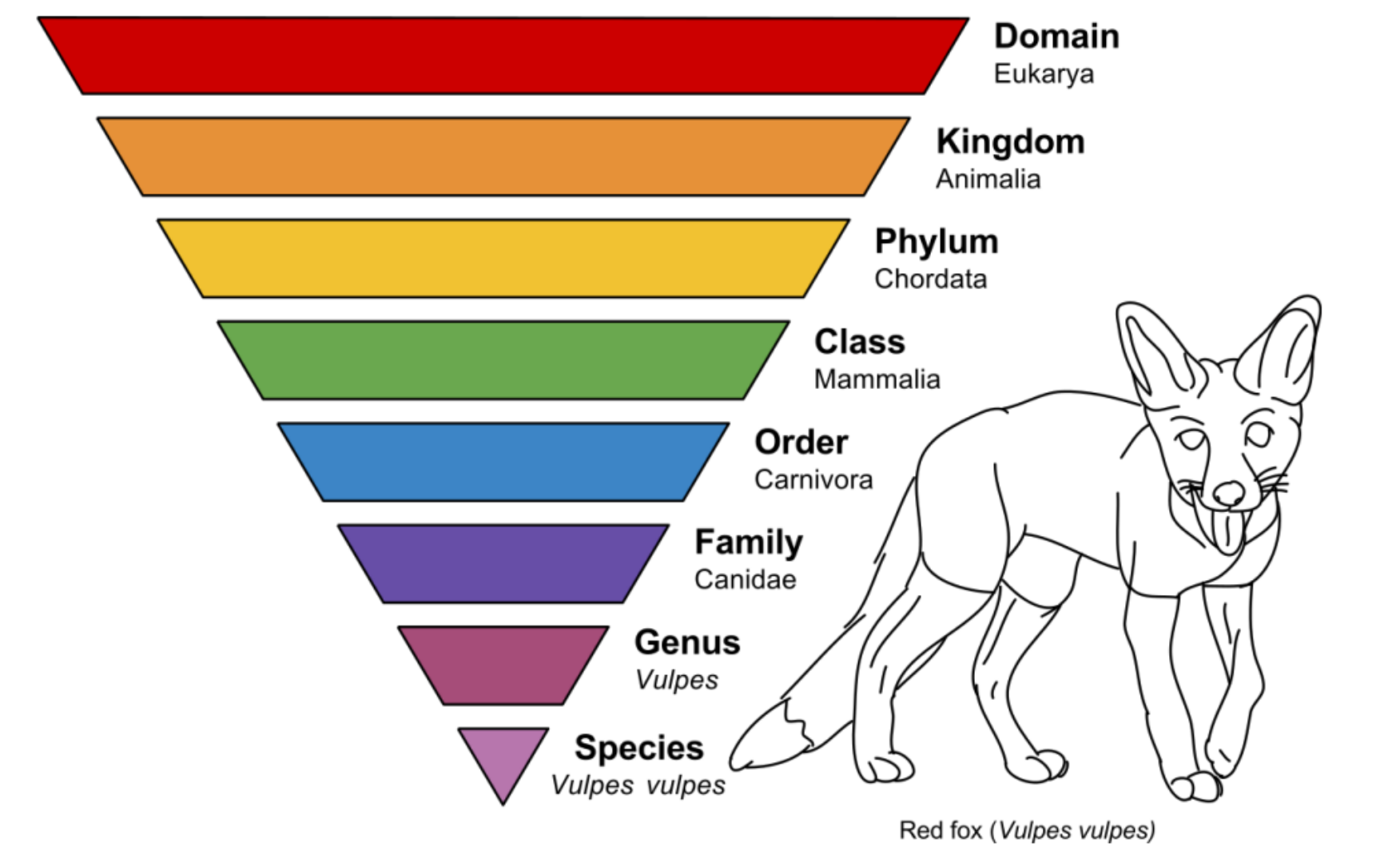 CIE iGCSE Biology-1.2 Concept and uses of classification systems- Study ...
