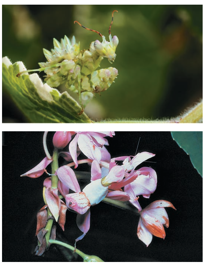 IB MYP 4-5 Biology-Natural selection- Study Notes