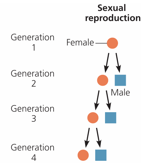 CIE iGCSE Biology-16.2 Sexual reproduction- Study Notes