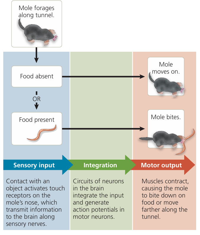 IB MYP 4-5 Biology-Senses- Study Notes