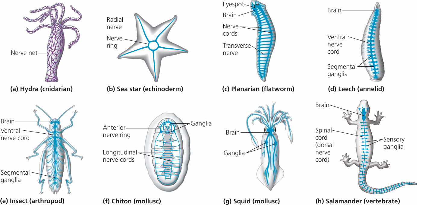 IB MYP 4-5 Biology-Nervous system- Study Notes