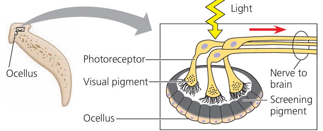 IB MYP 4-5 Biology-Receptors and Hormones- Study Notes