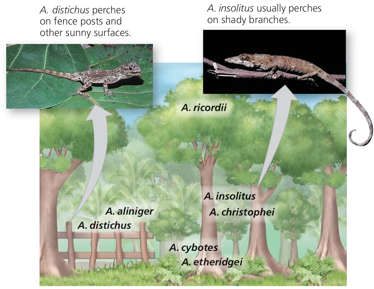 IB MYP 4-5 Biology-Competition- Study Notes