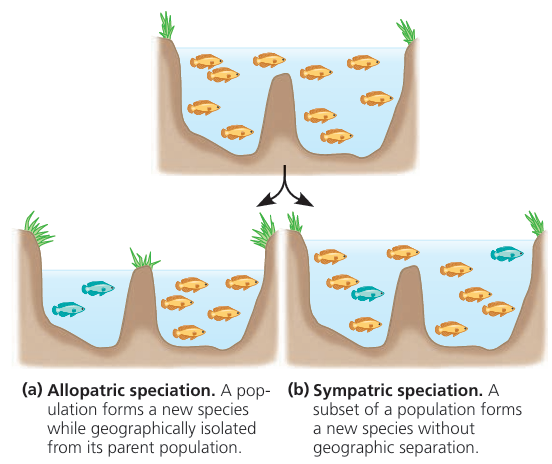 IB MYP 4-5 Biology-Speciation and extinction- Study Notes
